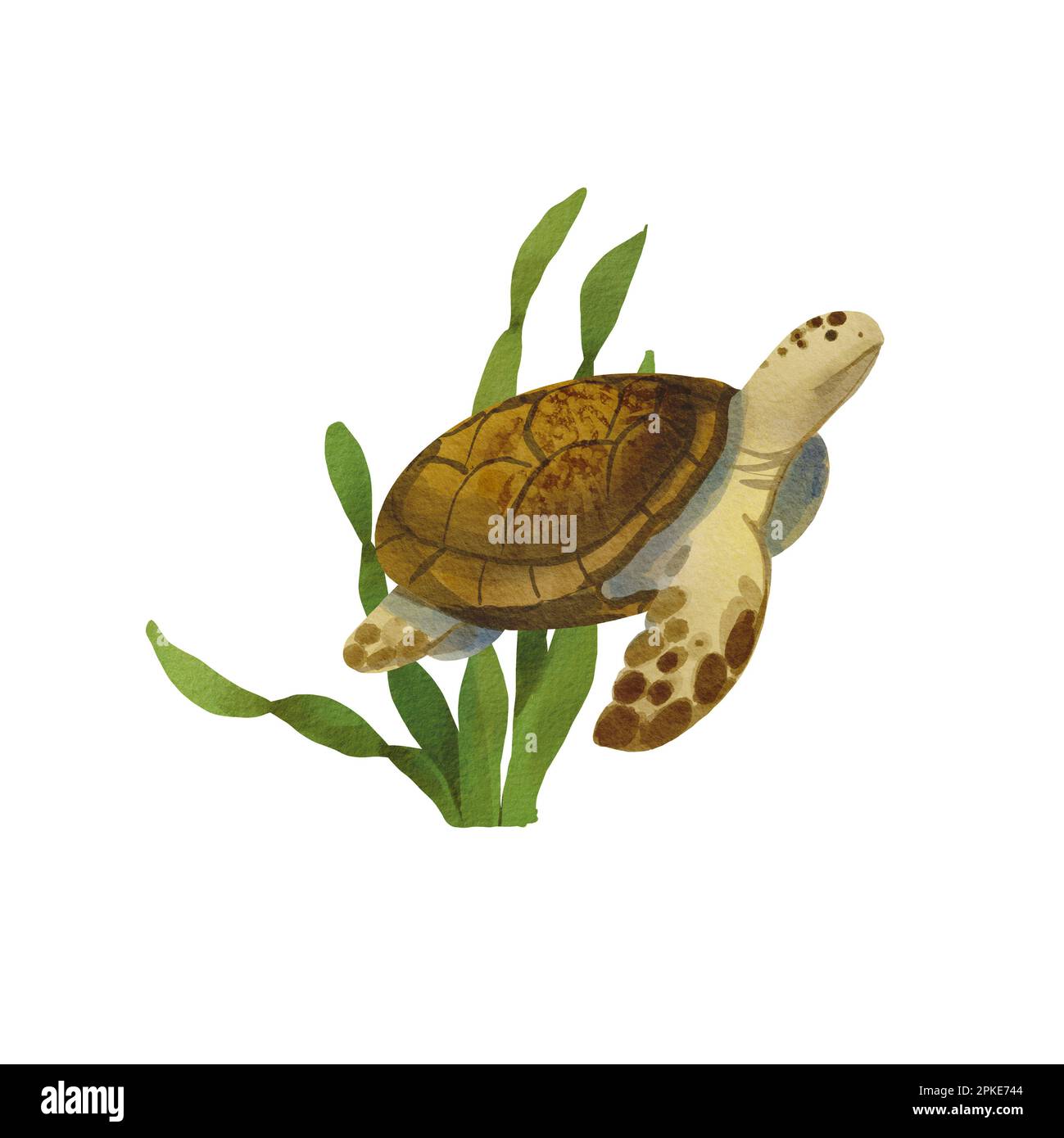 The sea turtle swims next to the algae isolated. Watercolor ...