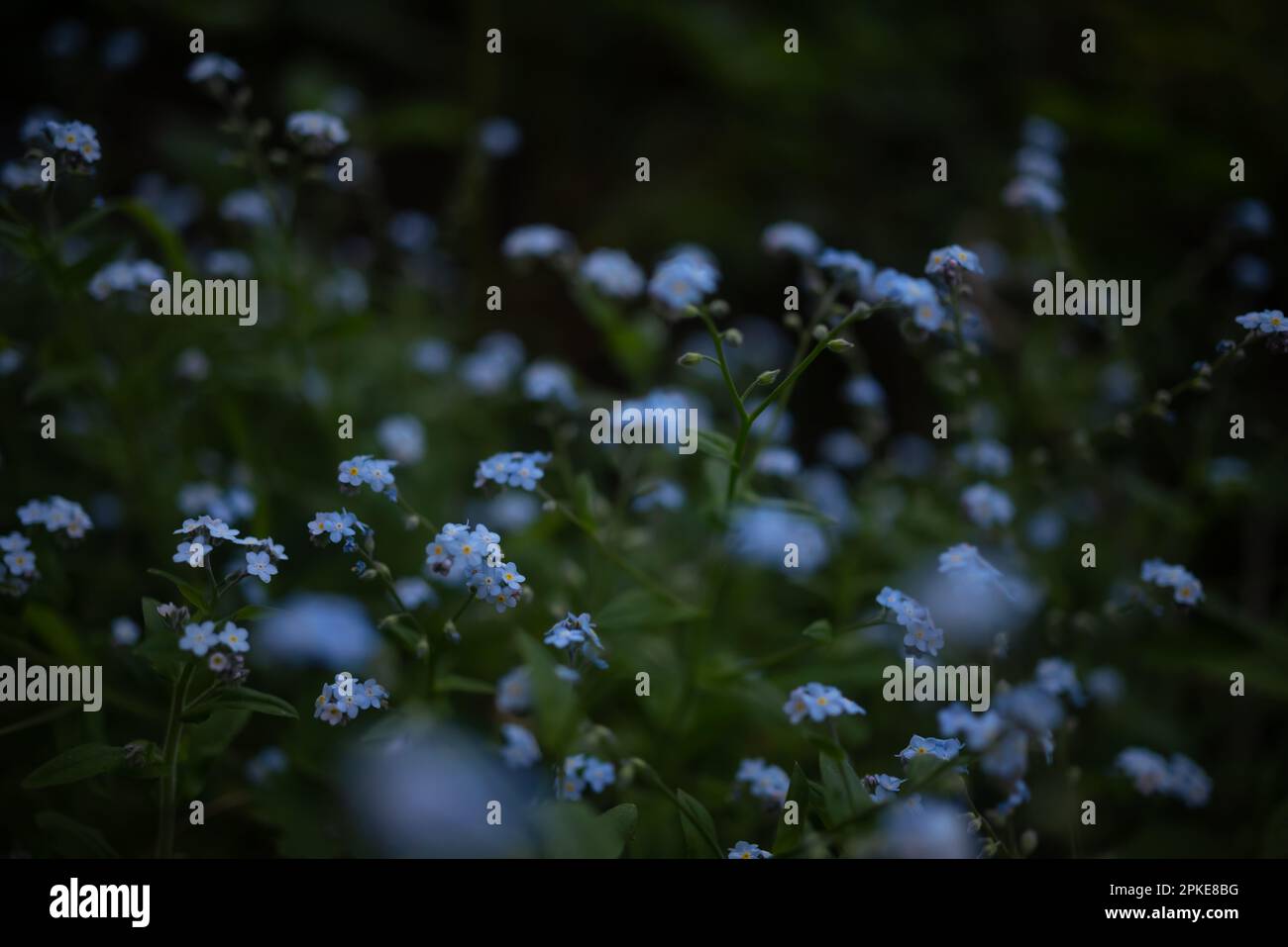 Mostly blurred blue flowers on green leaves background. Wood Forget-me ...