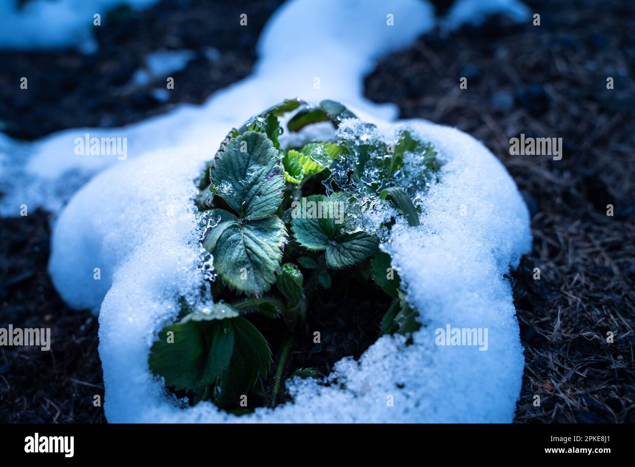 A bush of strawberries in the snow. A sharp cold snap in spring, frost ...