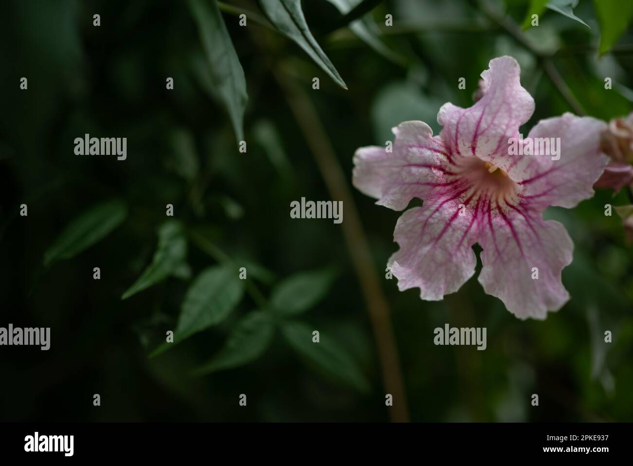 Mostly blurred exotic pink flowers on green leaves background. Pink trumpet vine Stock Photo - Alamy