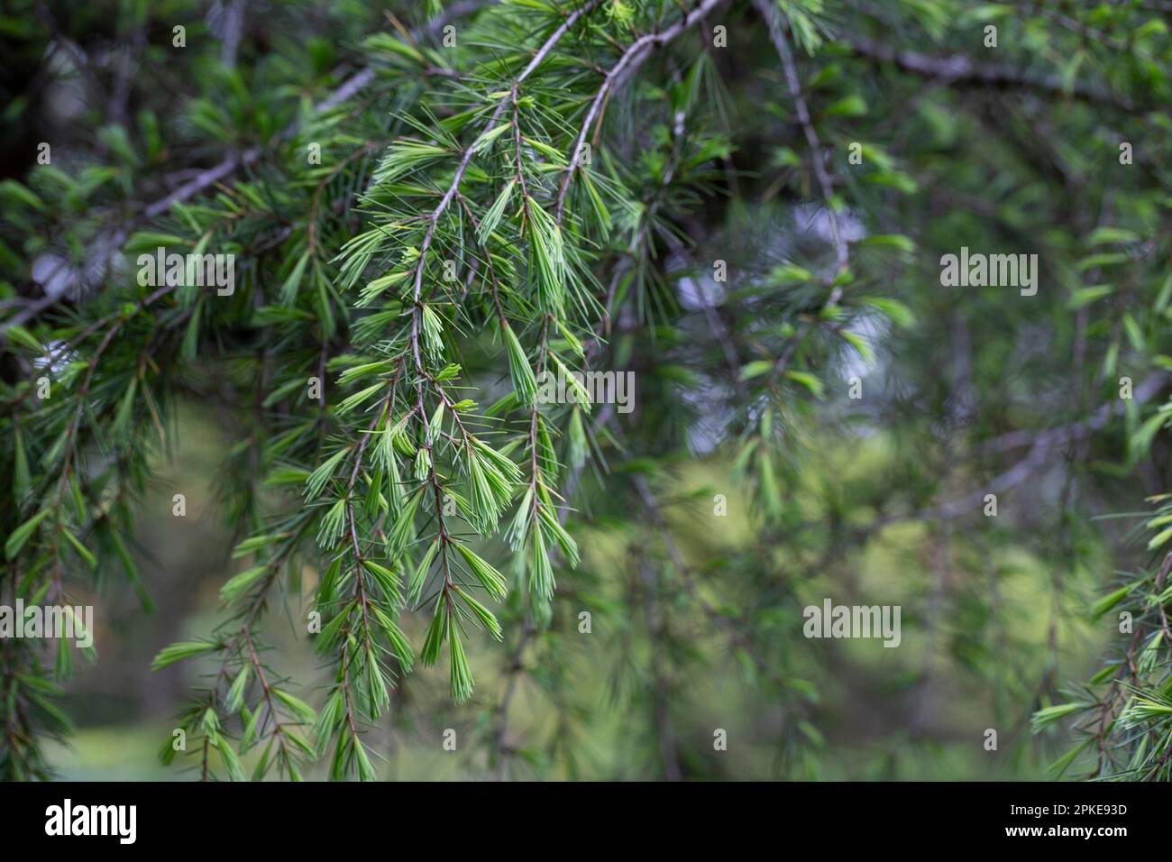 Cedrus deodara, the deodar cedar in spring, Himalayan cedar, or deodar ...