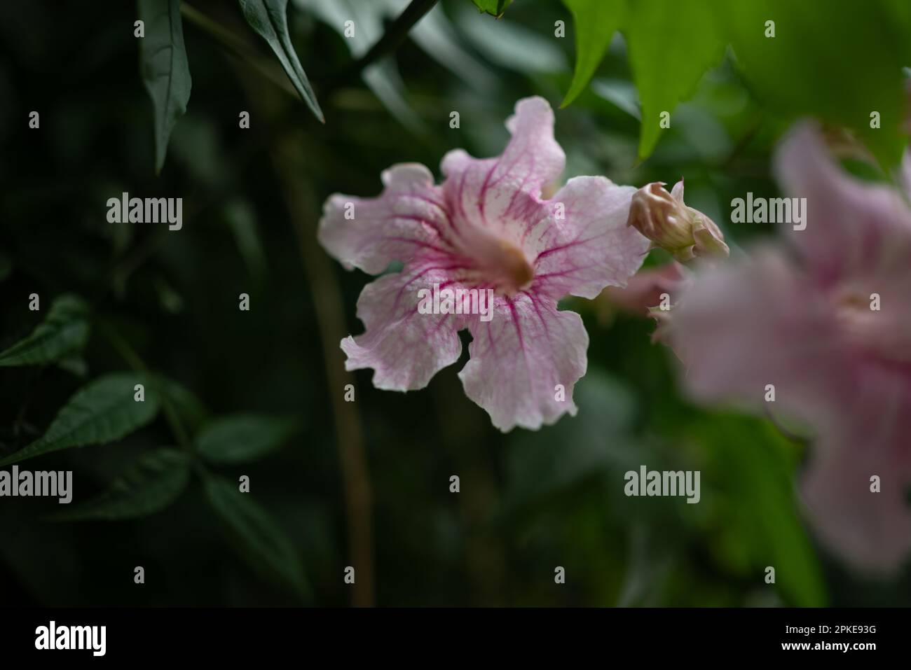 Mostly blurred exotic pink flowers on green leaves background. Pink trumpet vine Stock Photo - Alamy