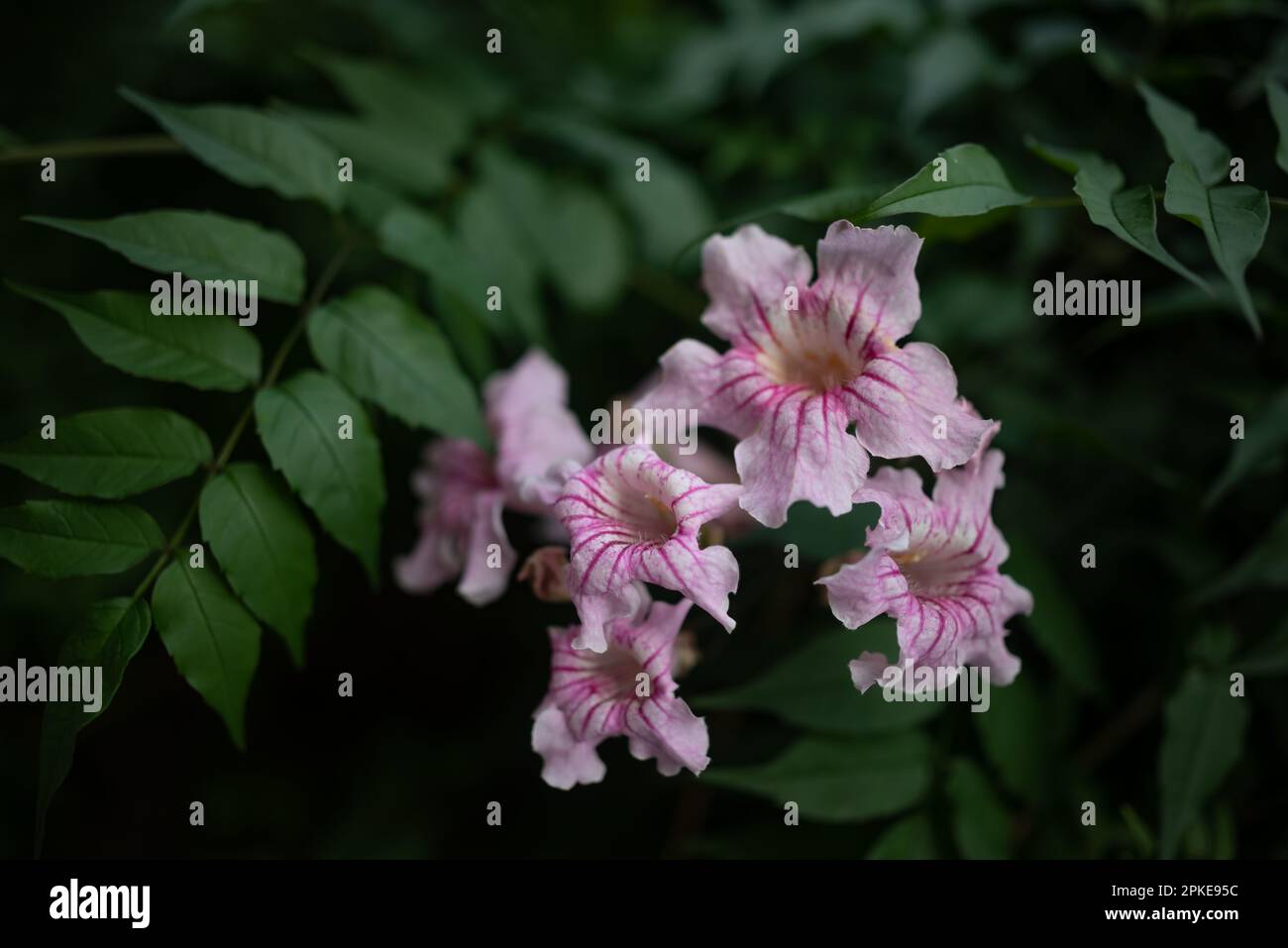 Mostly blurred exotic pink flowers on green leaves background. Pink trumpet vine Stock Photo - Alamy