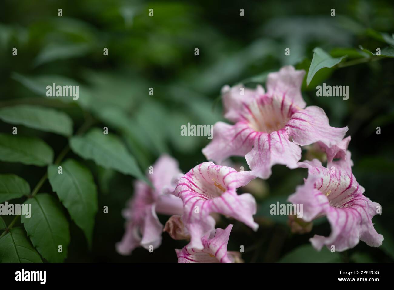 Mostly blurred exotic pink flowers on green leaves background. Pink trumpet vine Stock Photo - Alamy