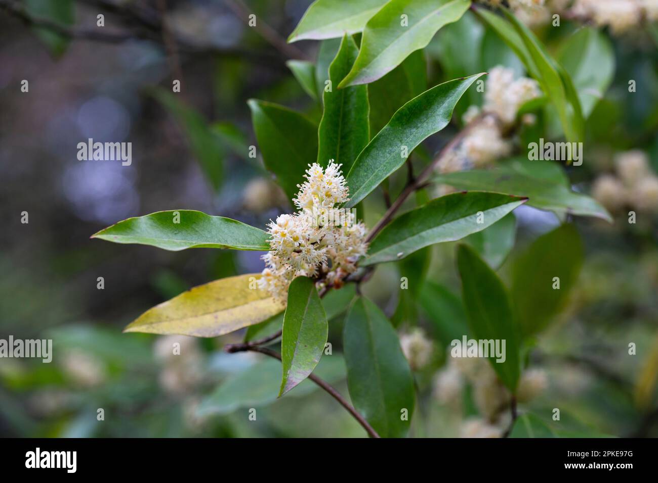 white blossom of Prunus laurocerasus Laurocerasus caroliniana Mill. M ...