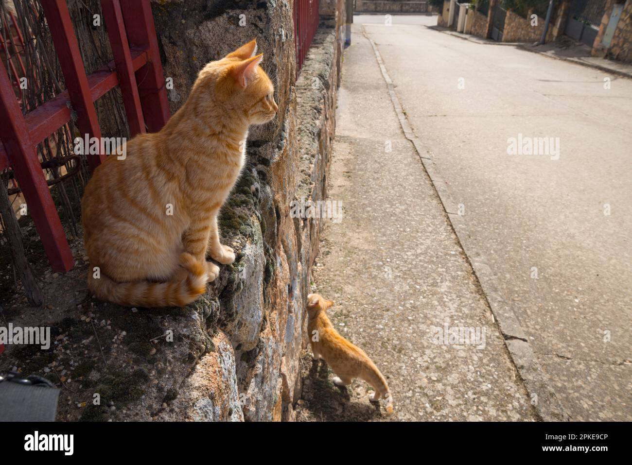 Two stray cats Stock Photo - Alamy