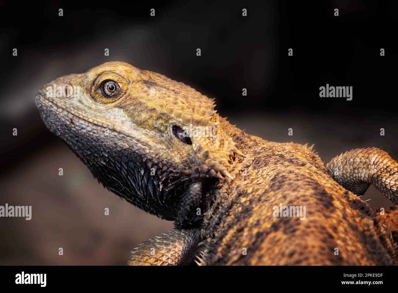 Skin around the eye hi-res stock photography and images - Alamy