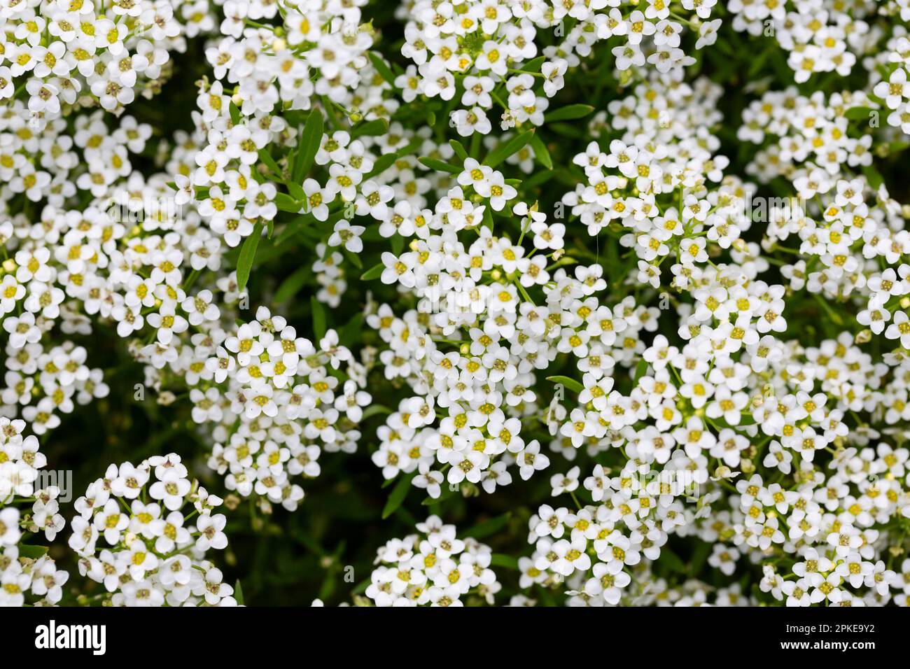 Close up of Lobularia maritima flowers syn. Alyssum maritimum, common ...