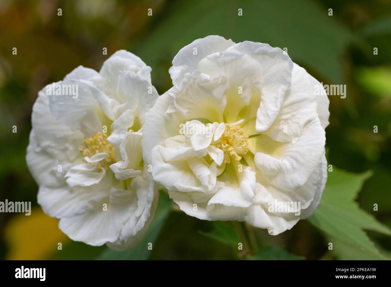 Rose flower rugosa white, grow in the garden selective focus Stock ...