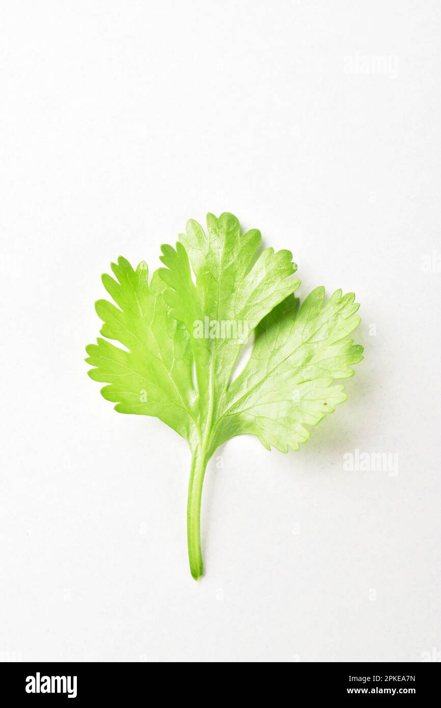 Single leaf of corinder on white background Stock Photo - Alamy