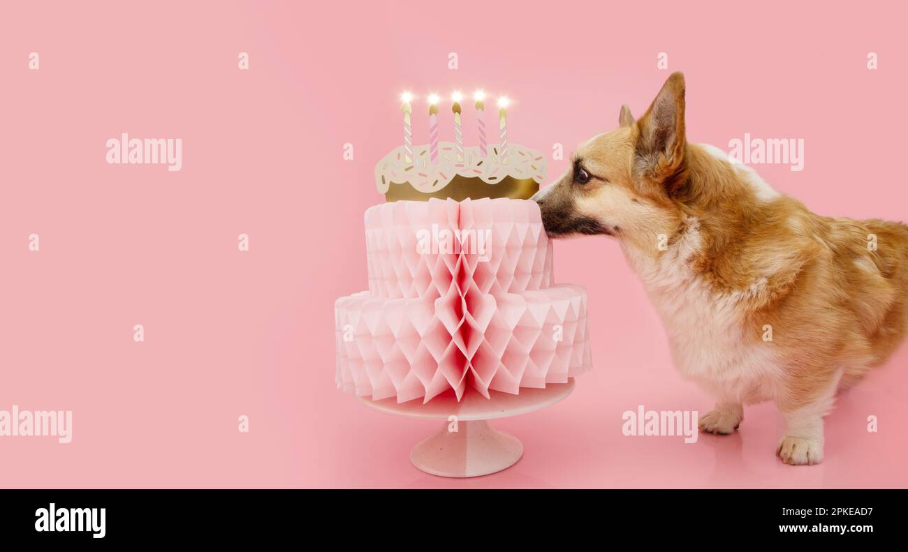 Banner happy birthday. Corgi puppy dog celebrating birthday or ...