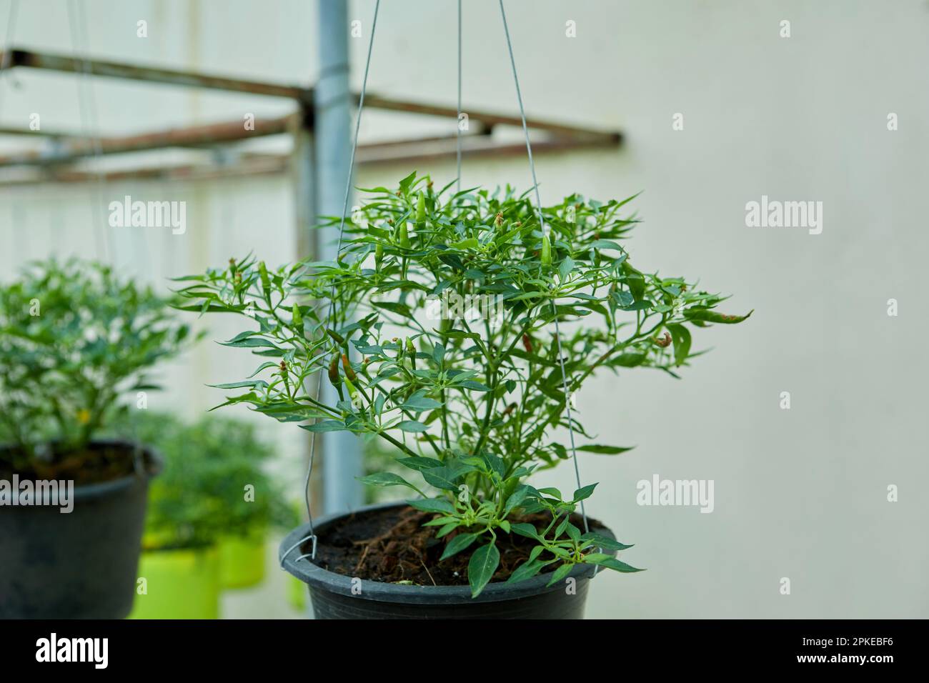 Chili pepper tree growing in potted plant Stock Photo - Alamy