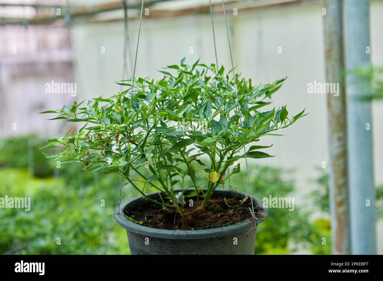 Chili pepper tree growing in potted plant Stock Photo - Alamy