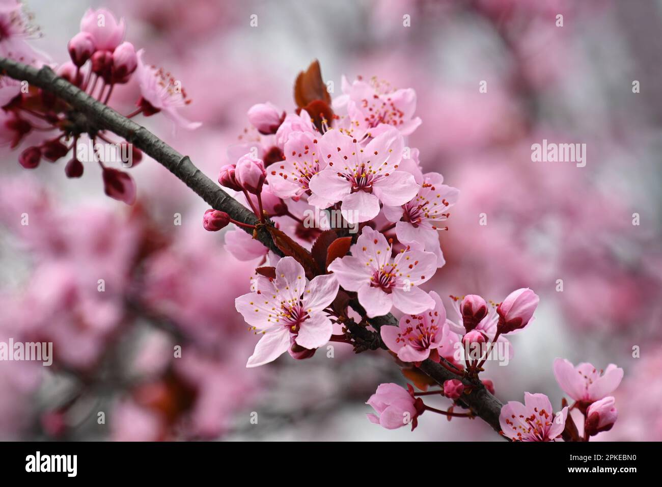 Beautiful spring background with nature. Colorful flowers in spring ...
