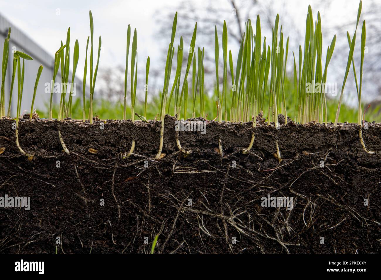Young shoots of wheat with roots Stock Photo - Alamy