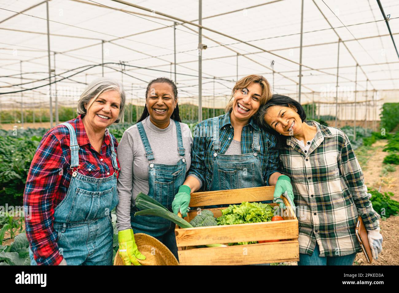 Happy multiracial women farmers working inside greenhouse - Farm people ...