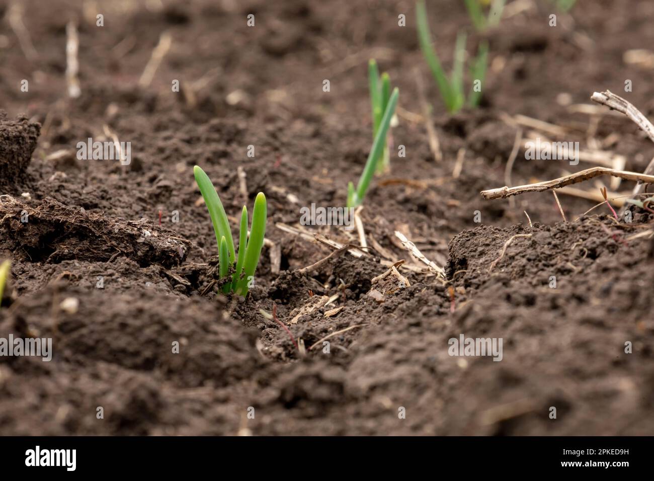 Open ground cultivation hi-res stock photography and images - Alamy