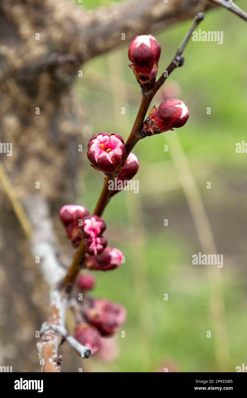 Apricot buds hi-res stock photography and images - Alamy