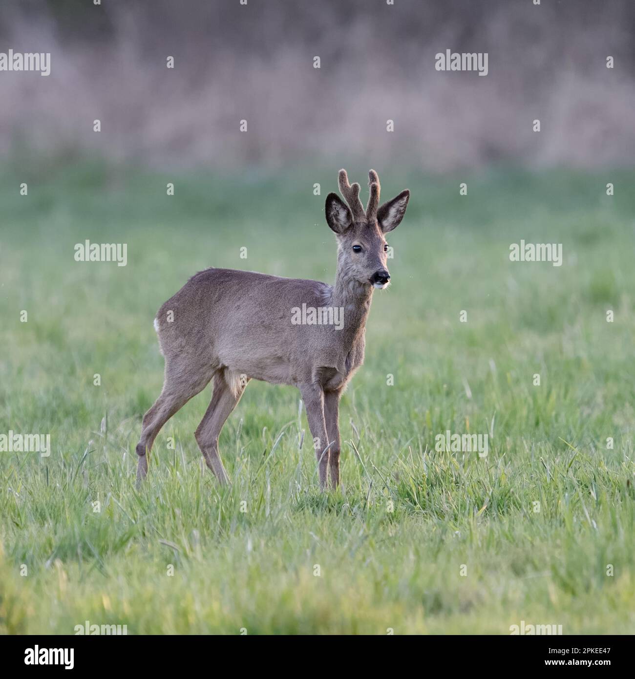 Velvet bock hi-res stock photography and images - Alamy