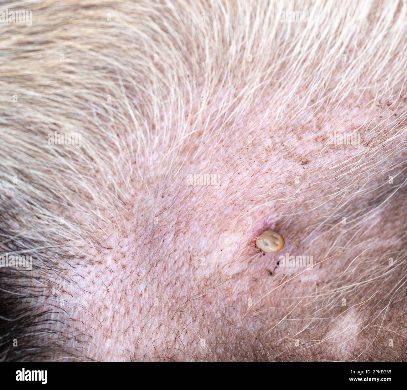 Mite in dogs skin macro photography Stock Photo - Alamy