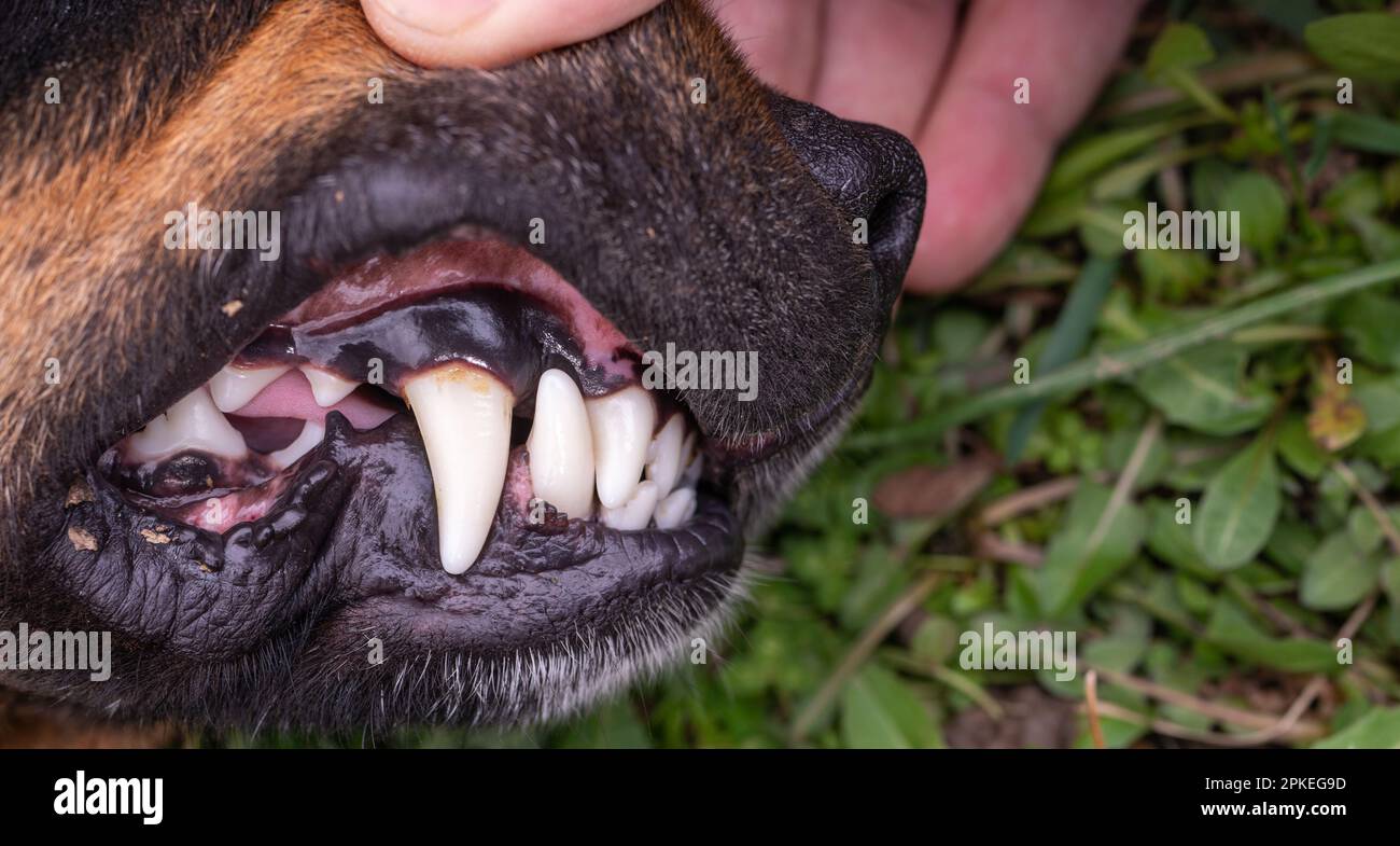 Dental caries dog teeth close-up photography Stock Photo - Alamy