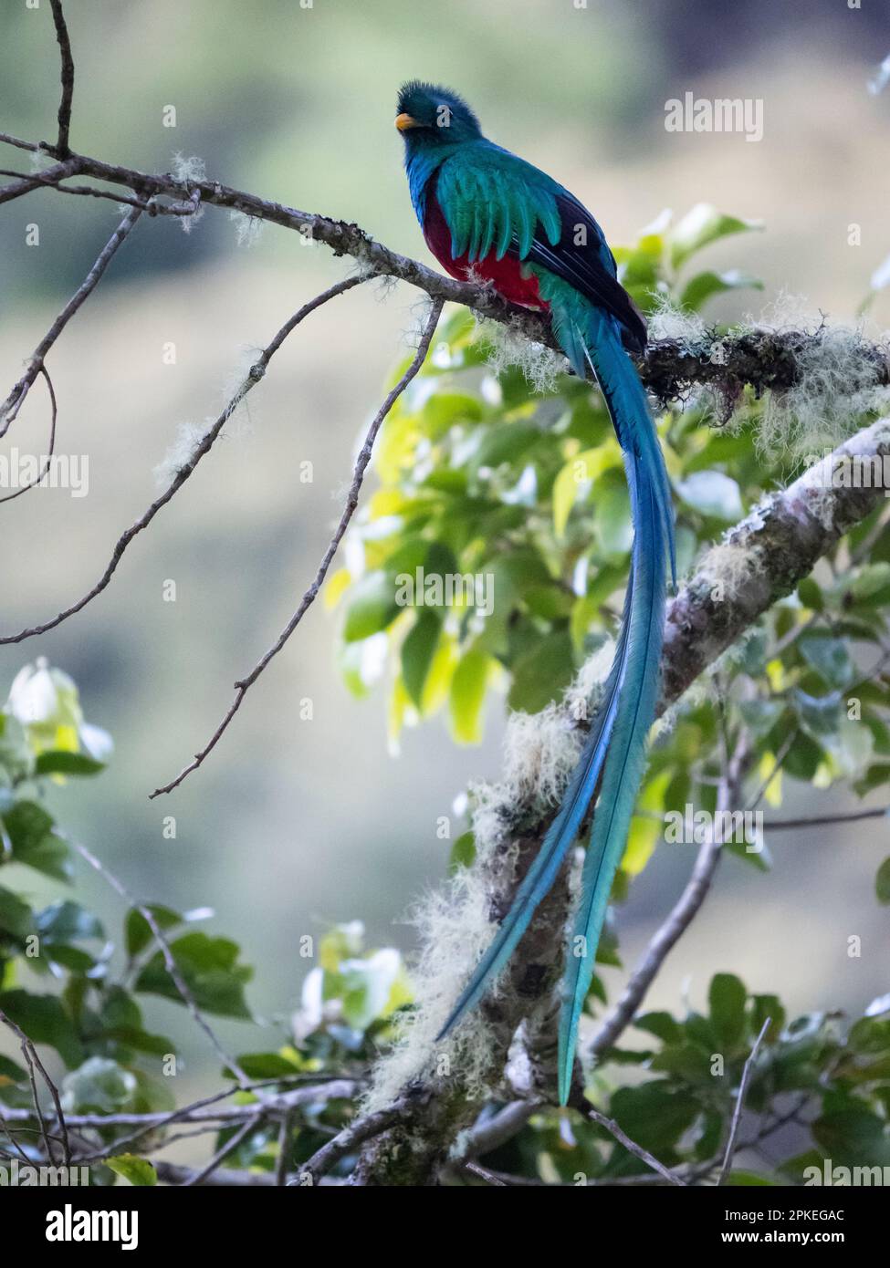 Resplendent quetzal (Pharomachrus mocinno costaricensis) male at San ...