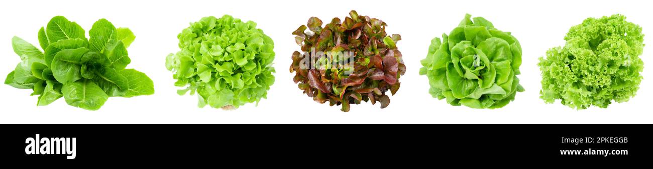 Fresh Romaine Lettuce , Cos Lettuce, Red and Green Oakleaf lettuce ...