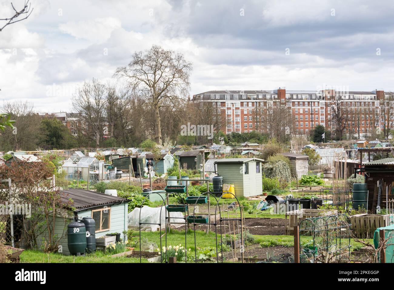 Fulham Palace Meadow Allotments, Bishop's Avenue, London, SW6, England ...