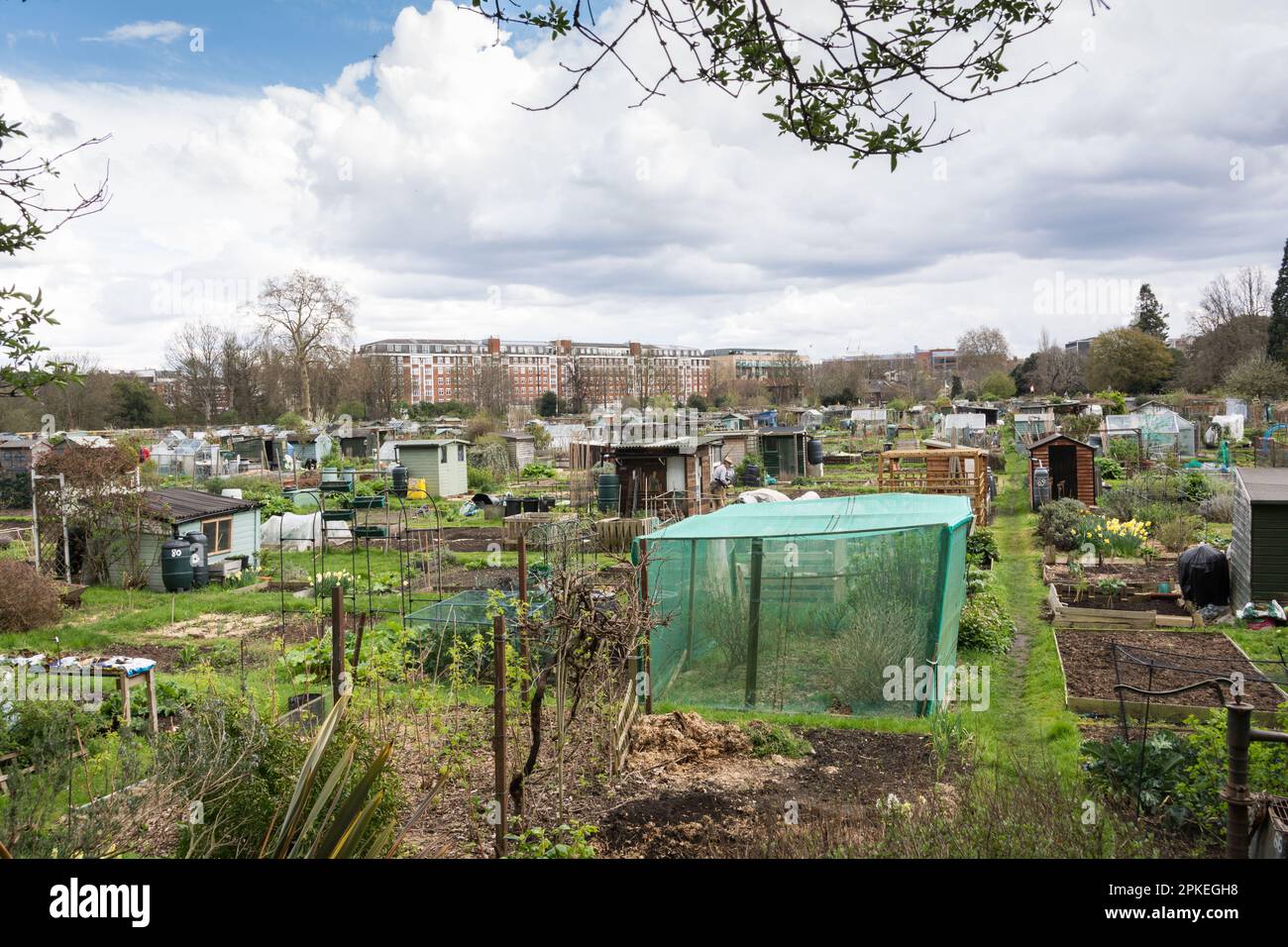 Fulham Palace Meadow Allotments, Bishop's Avenue, London, SW6, England ...
