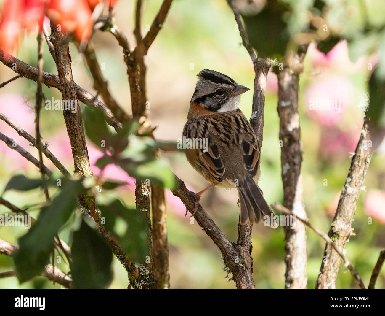 Rufous-collared sparrow (Zonotrichia capensis) at Savegre, Costa Rica ...