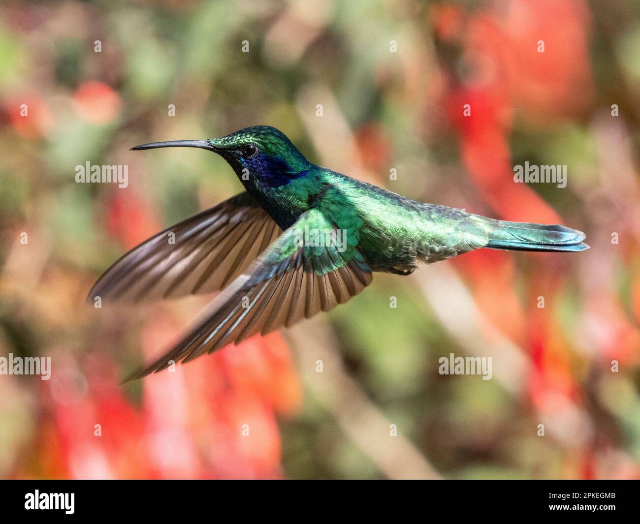 Colibri cyanotus cabanidis hi-res stock photography and images - Alamy