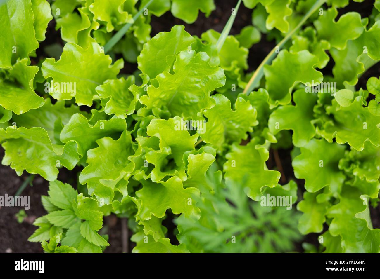 Closeup of rows of organic healthy green lettuce plants. Local ...