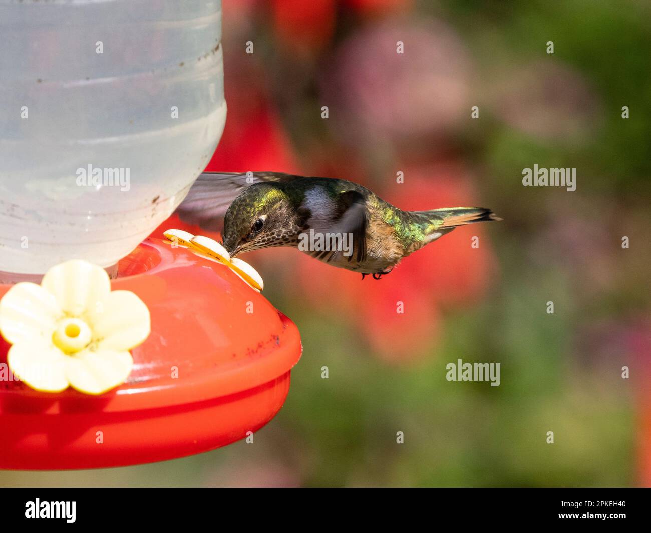 Tropical subalpine rainforest hi-res stock photography and images - Alamy