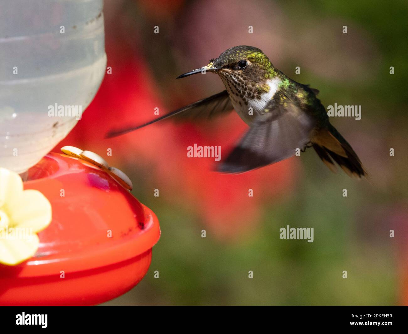 Volcano hummingbird (Selasphorus flammula) at Savegre, Costa Rica Stock ...