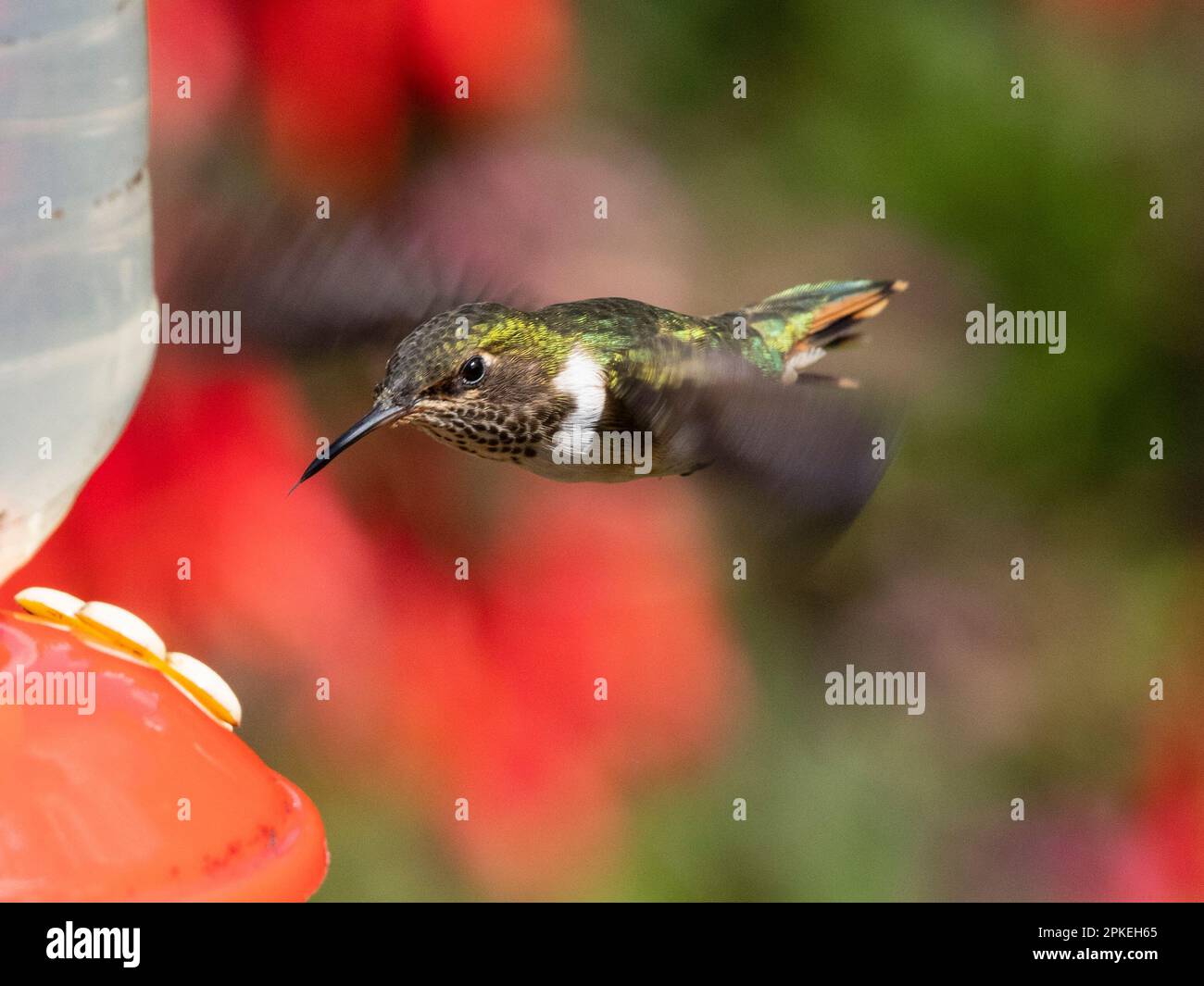Volcano hummingbird (Selasphorus flammula) at Savegre, Costa Rica Stock ...