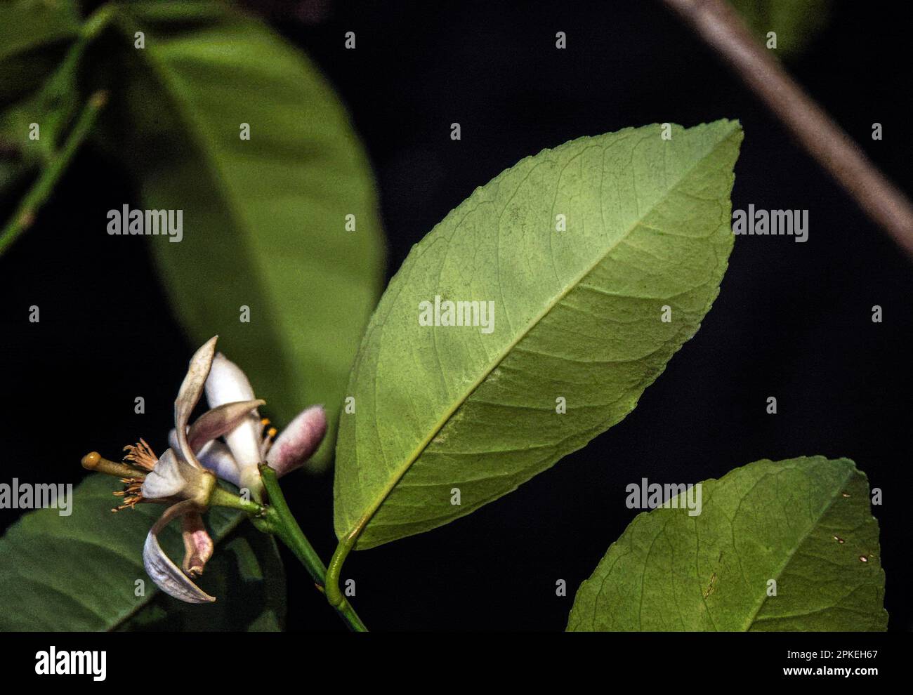 Indoor Lemon Plant in bloom Stock Photo - Alamy