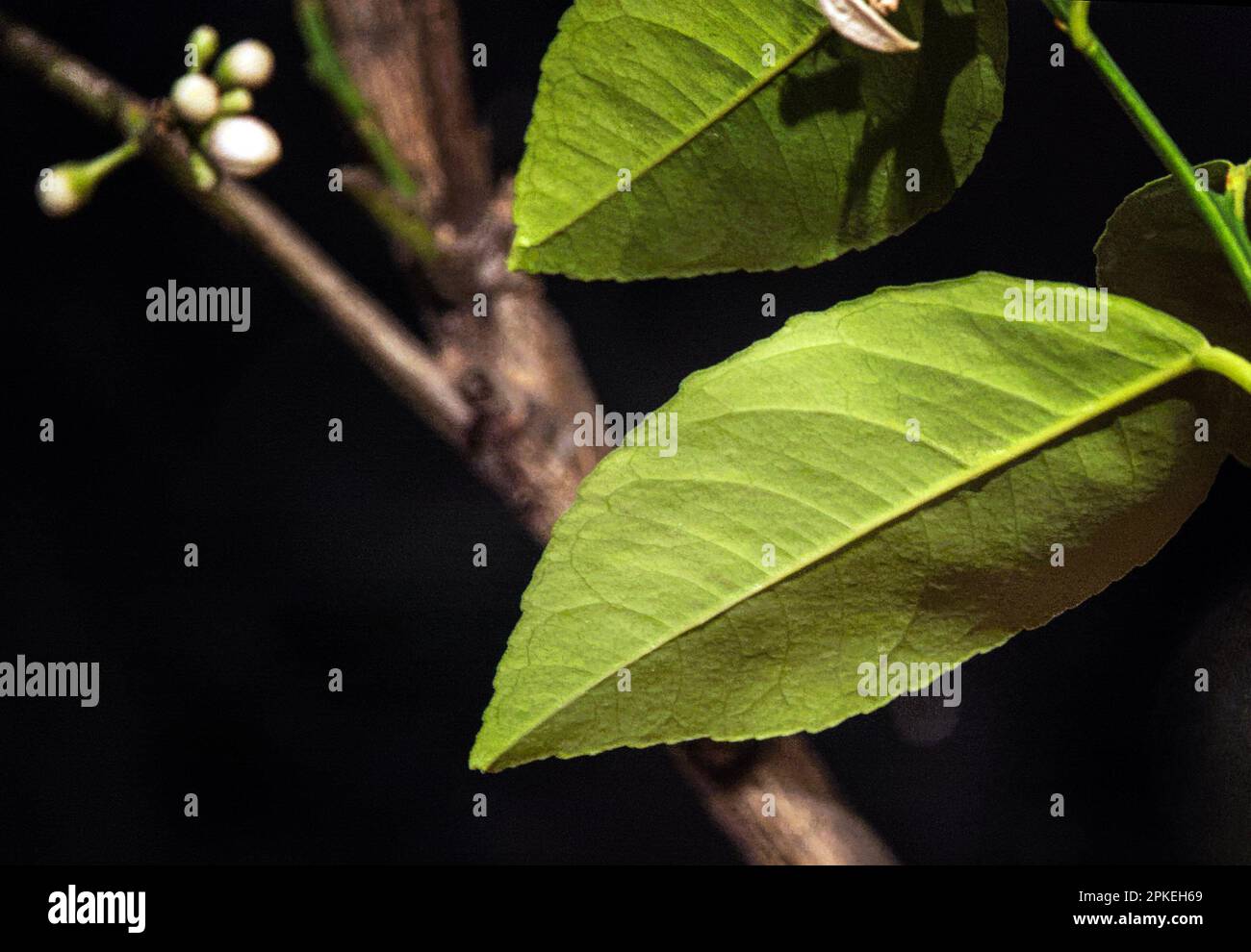 Indoor Lemon Plant in bloom Stock Photo - Alamy