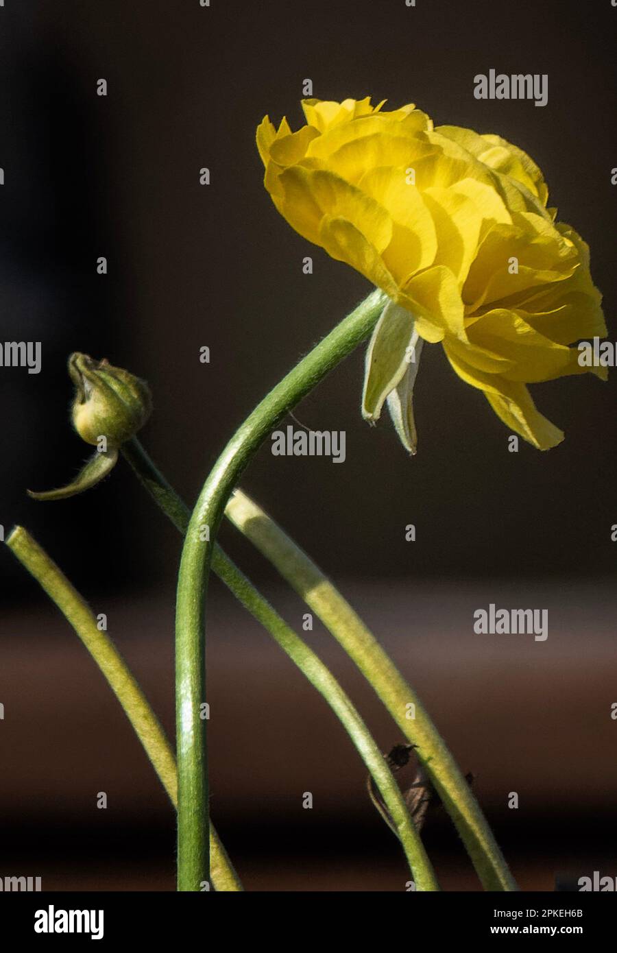 Ronunculus hi-res stock photography and images - Alamy