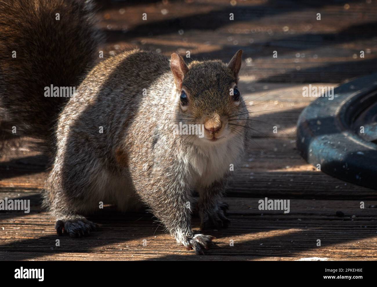 A Squirrel in shade on the deck Stock Photo - Alamy