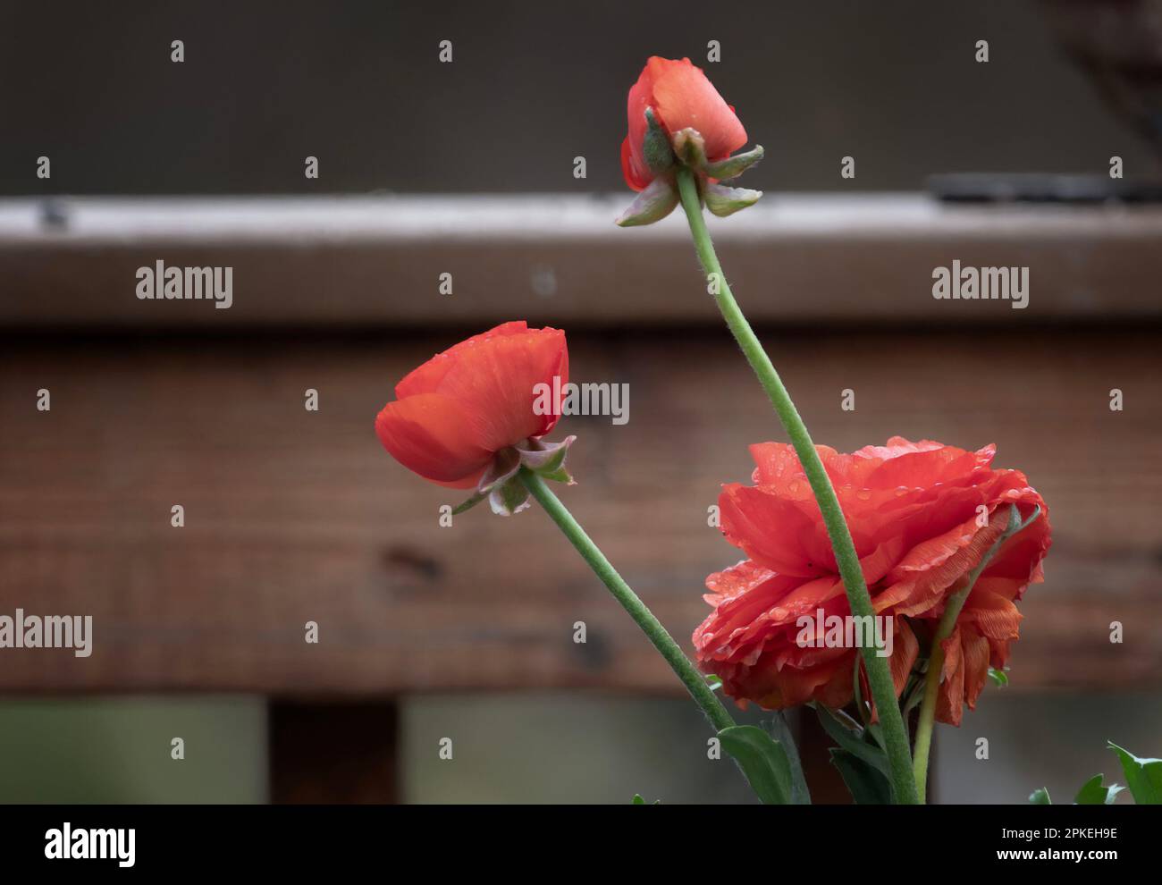 Red ranunculus flower hi-res stock photography and images - Alamy