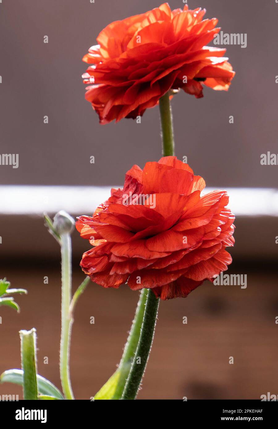 Ranunculus in full bloom on the backyard deck Stock Photo - Alamy