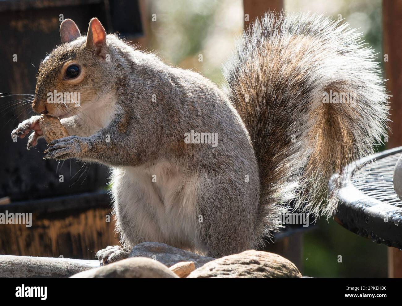 Squirrel finds a peanut in the garden Stock Photo - Alamy