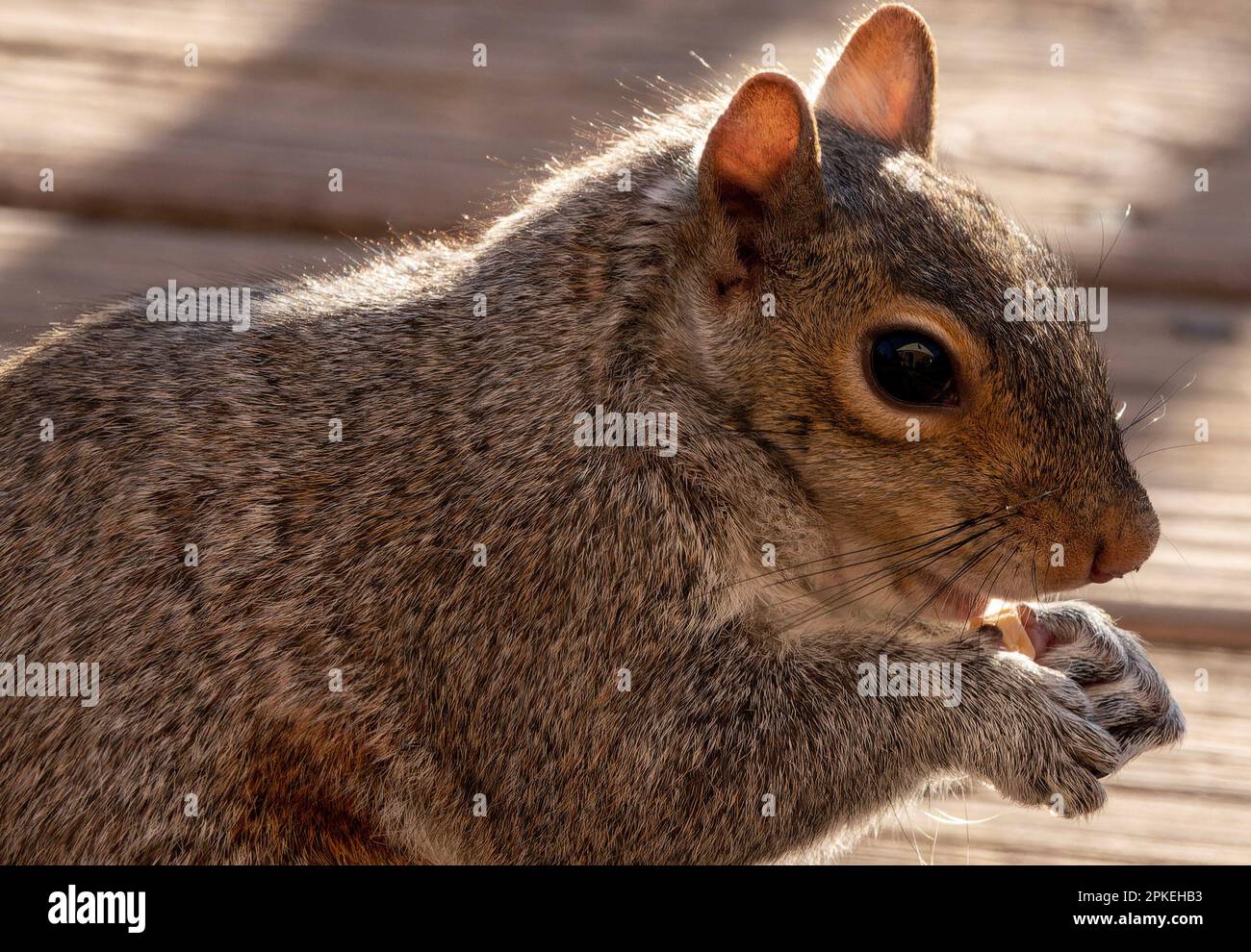 A gray squirrel finds a peanut on the deck Stock Photo - Alamy