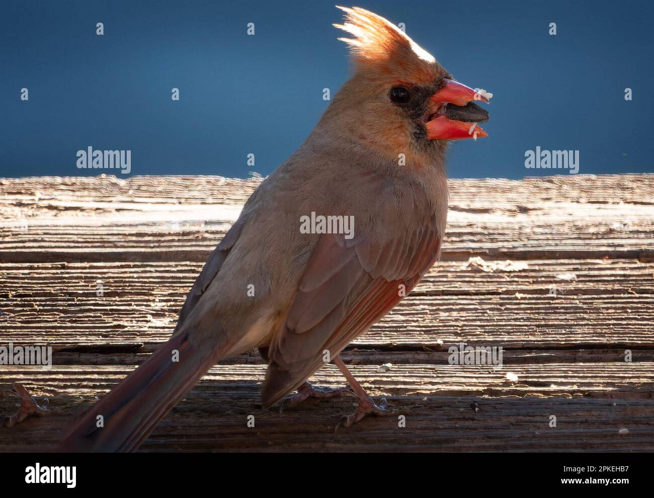 Northern Cardinal on the backyard deck Stock Photo - Alamy