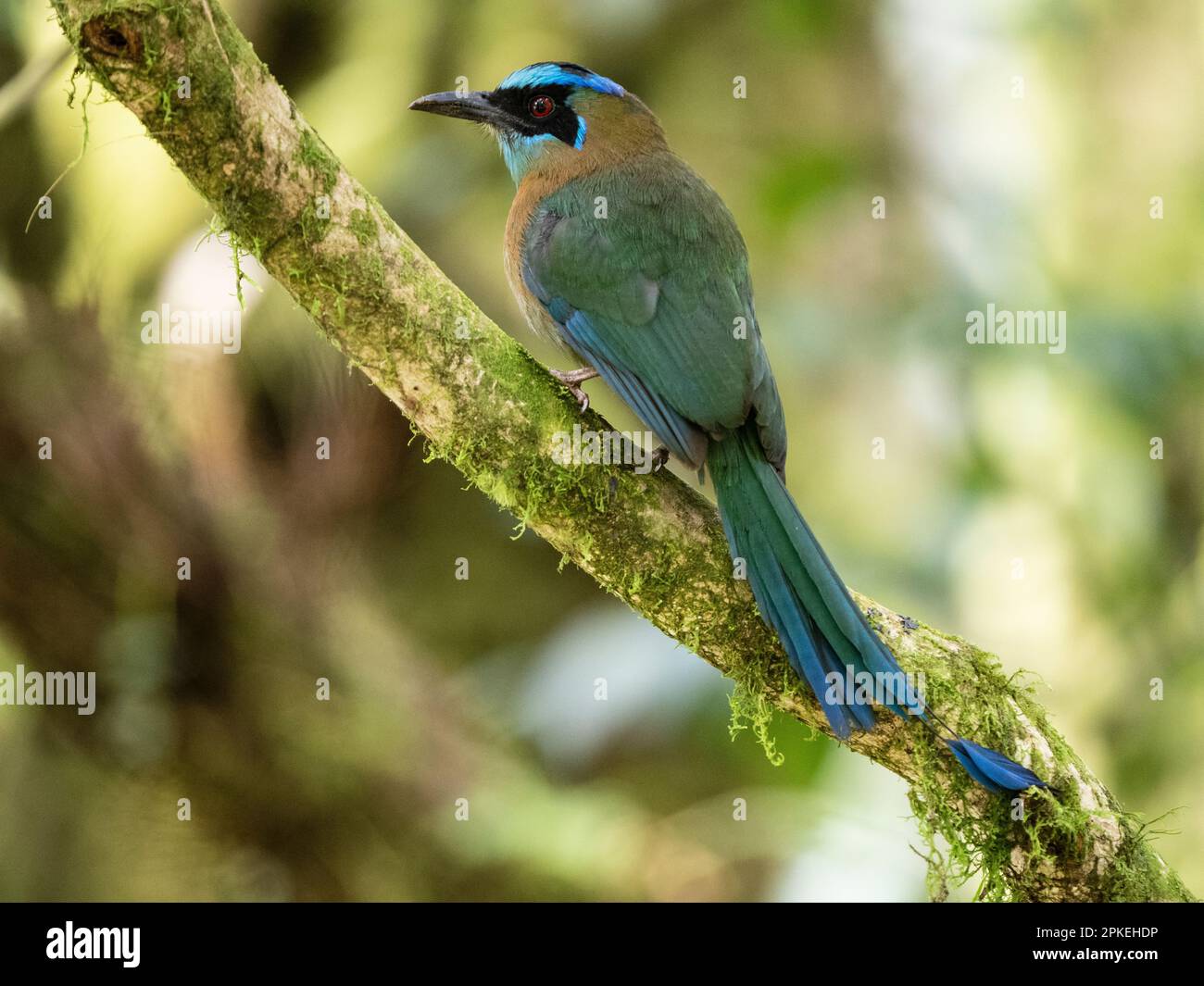 Lesson's motmot (Momotus lessonii) at Las Cruces Biological Station ...