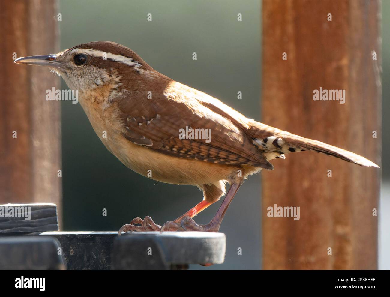 A little Wren on the deck Stock Photo - Alamy
