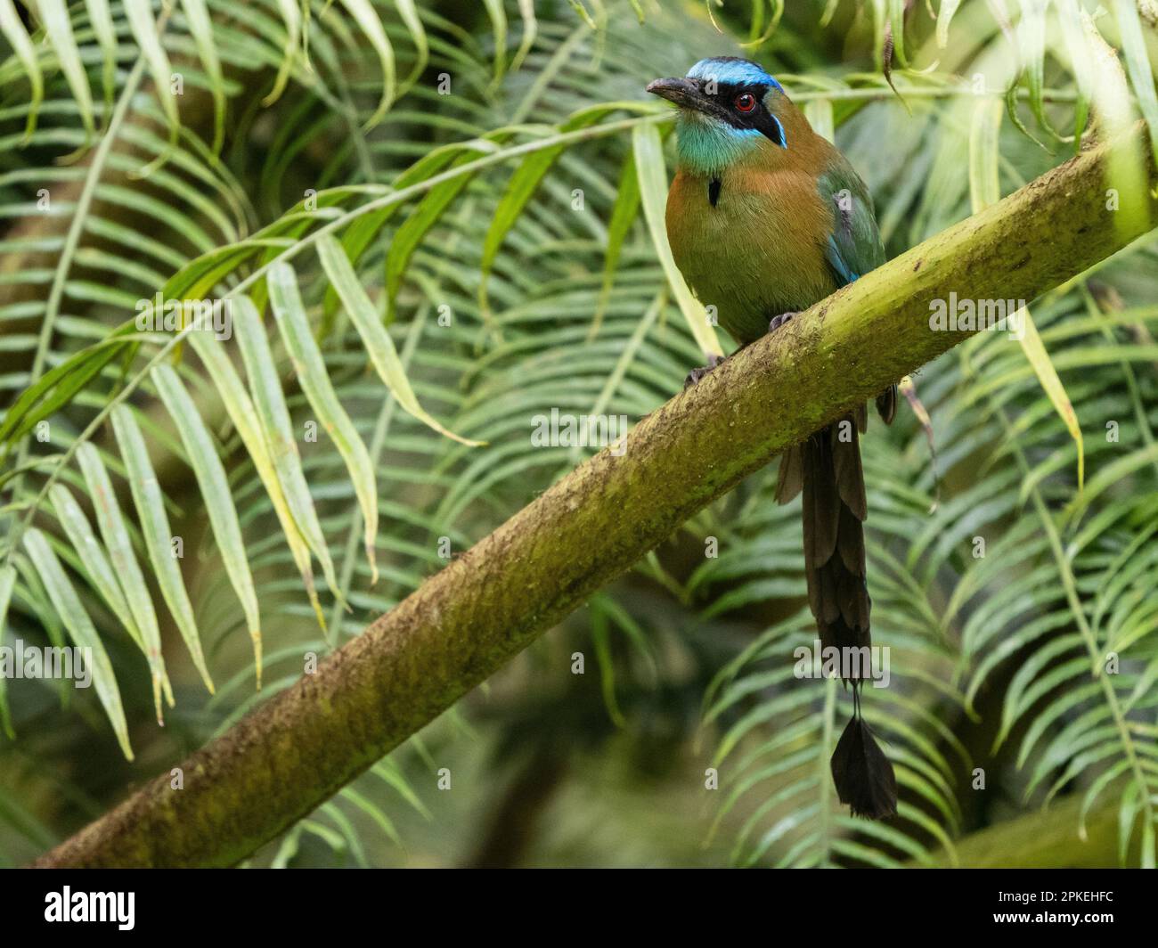 Lesson's motmot (Momotus lessonii) at Las Cruces Biological Station ...