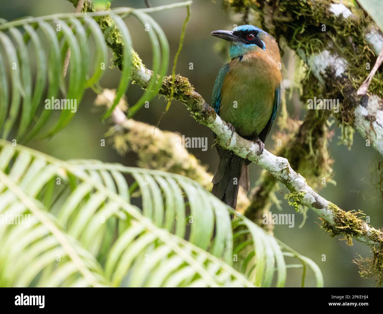 Lesson's motmot (Momotus lessonii) at Las Cruces Biological Station ...