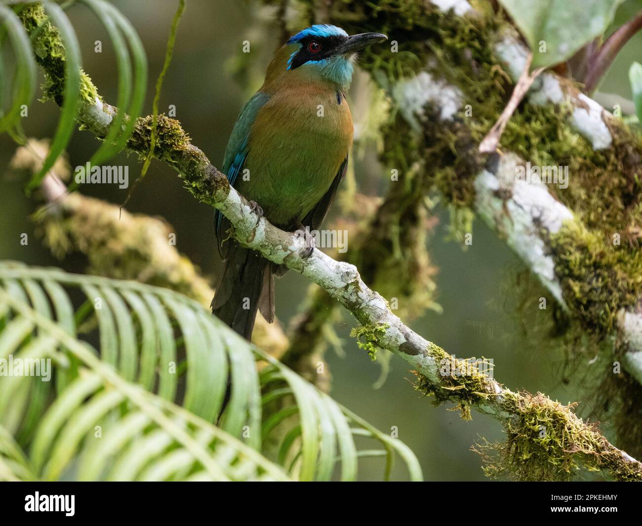 Lesson's motmot (Momotus lessonii) at Las Cruces Biological Station ...