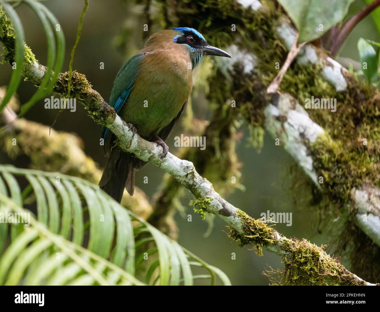 Lesson's motmot (Momotus lessonii) at Las Cruces Biological Station ...